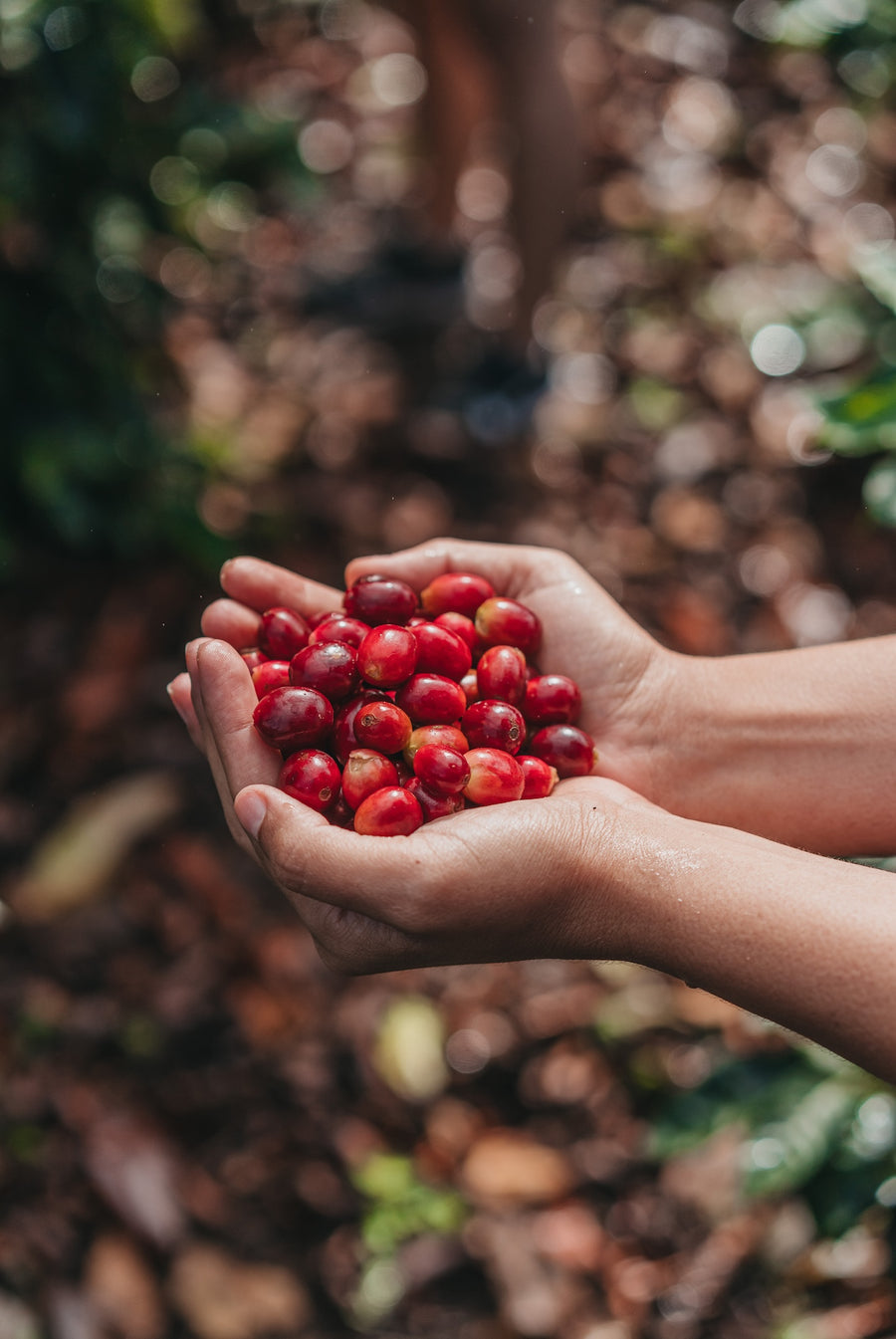 Classic Britt Coffee Tour | Explore Costa Rica's Coffee Tradition